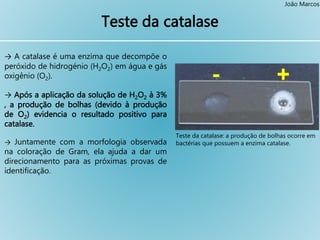 Microbiologia: meios de cultura e provas de identificação | PDF