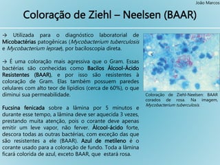 Microbiologia: meios de cultura e provas de identificação | PDF