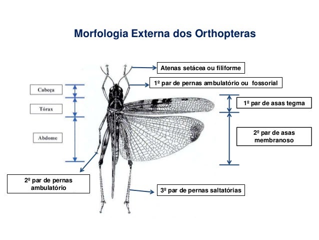 Apresentação orthoptera
