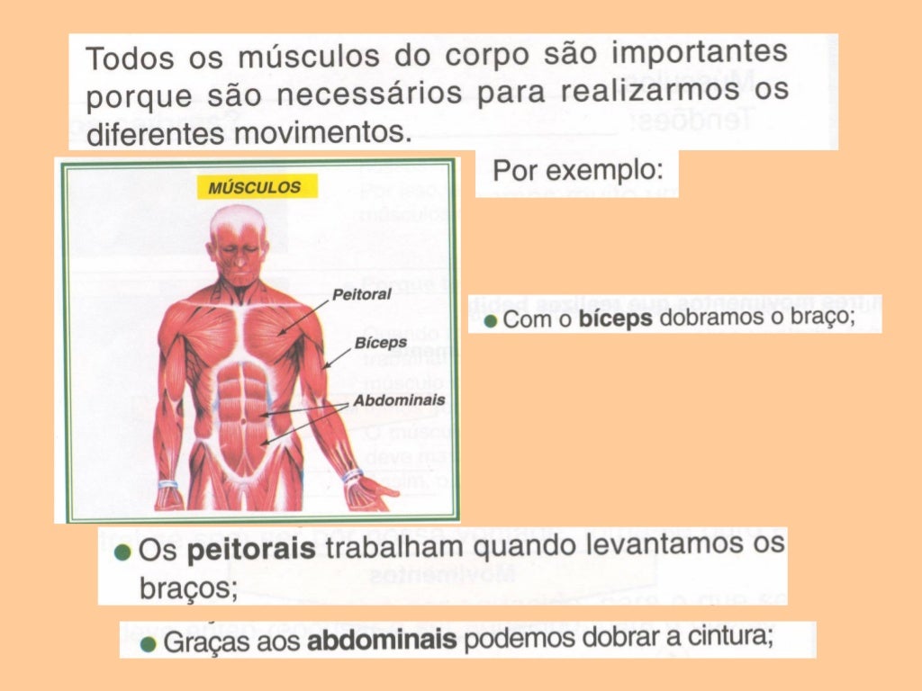 Musculos