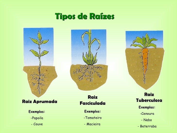 Apresentação plantas
