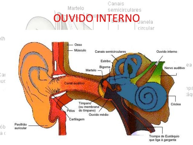 Apresentação sistema auditivo