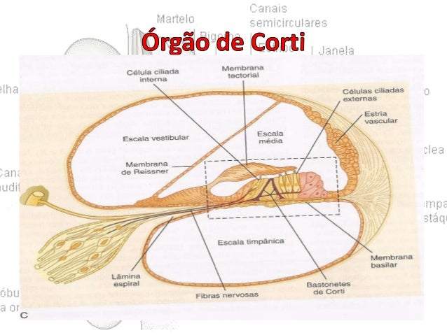 Apresentação sistema auditivo