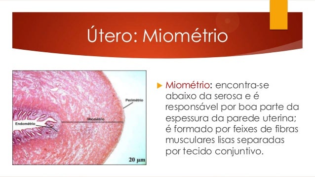 Sistema Reprodutor Feminino