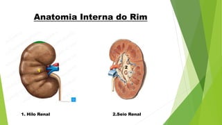 sistema urinario, partes e funcionalidades | PPT