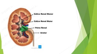 sistema urinario, partes e funcionalidades | PPT