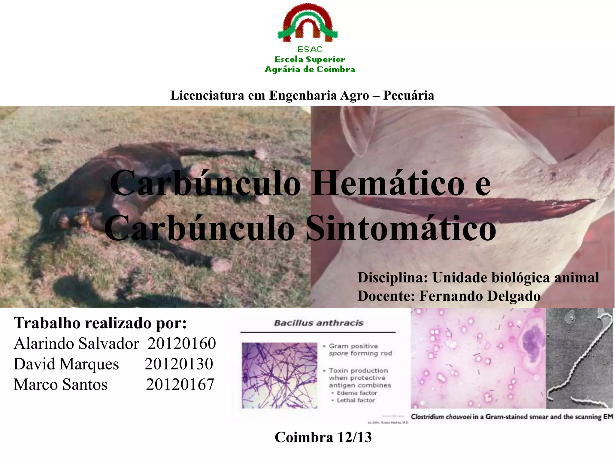 Doenca de Carbúnculo Hemático e Sintomático de Animal. | PPTX