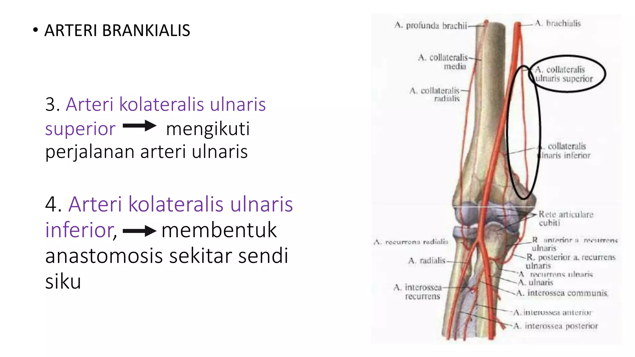 Anatomy sistem pada antebrachii-palmar | PPTX