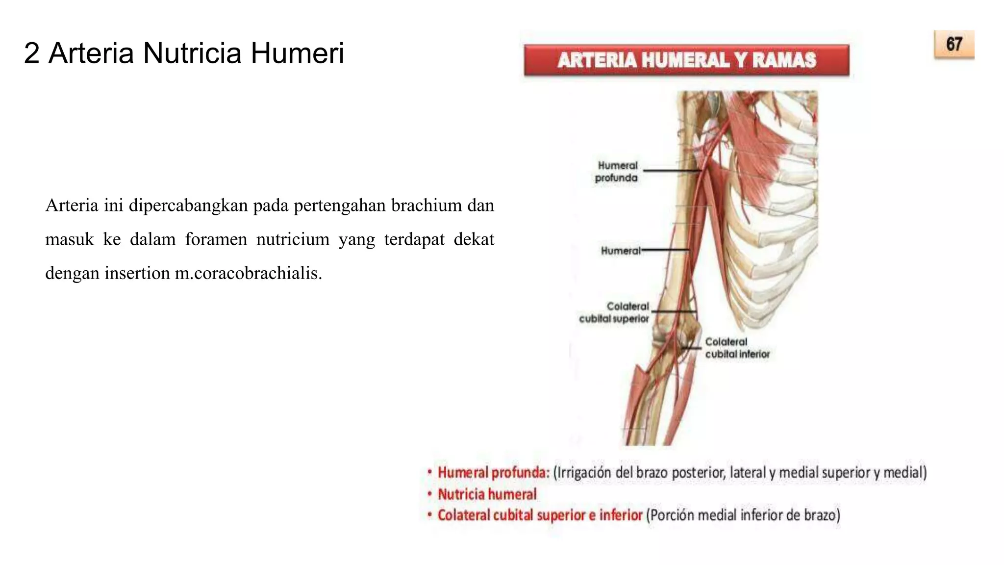 Anatomy sistem pada antebrachii-palmar | PPTX