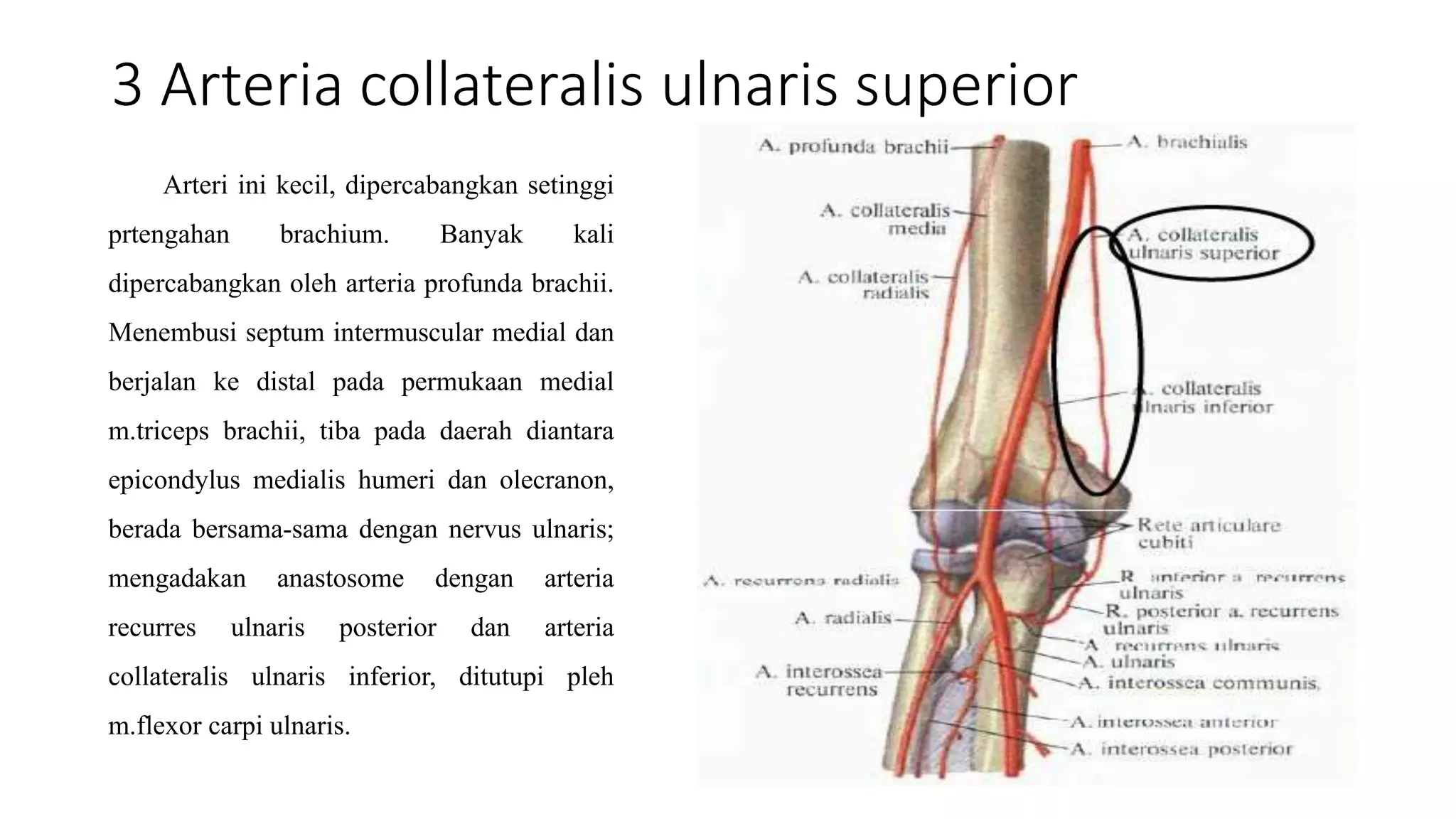 Anatomy sistem pada antebrachii-palmar | PPTX