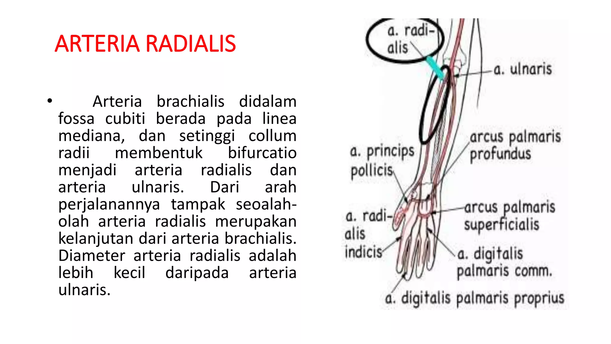 Anatomy sistem pada antebrachii-palmar | PPTX