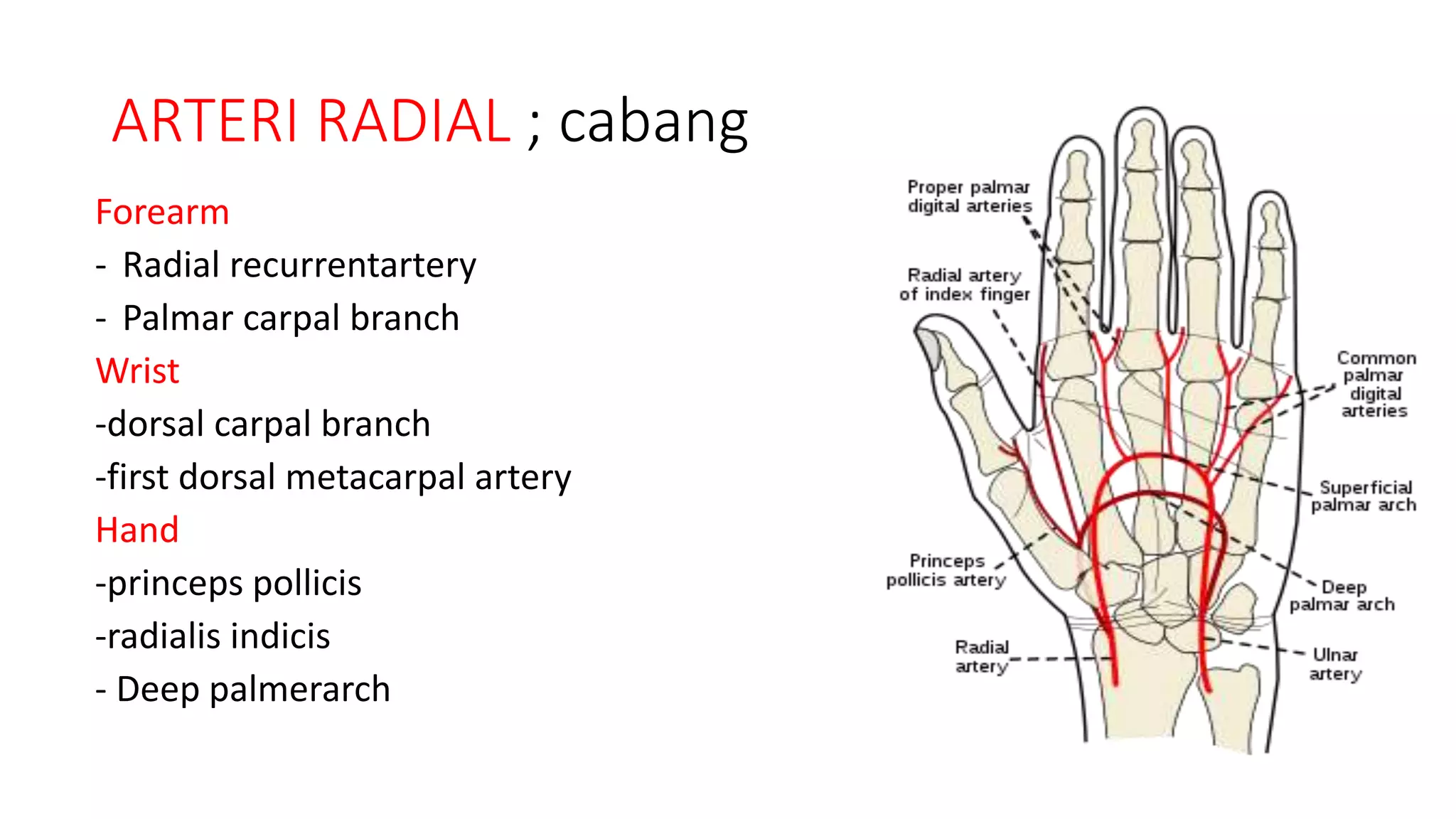 Anatomy sistem pada antebrachii-palmar | PPTX