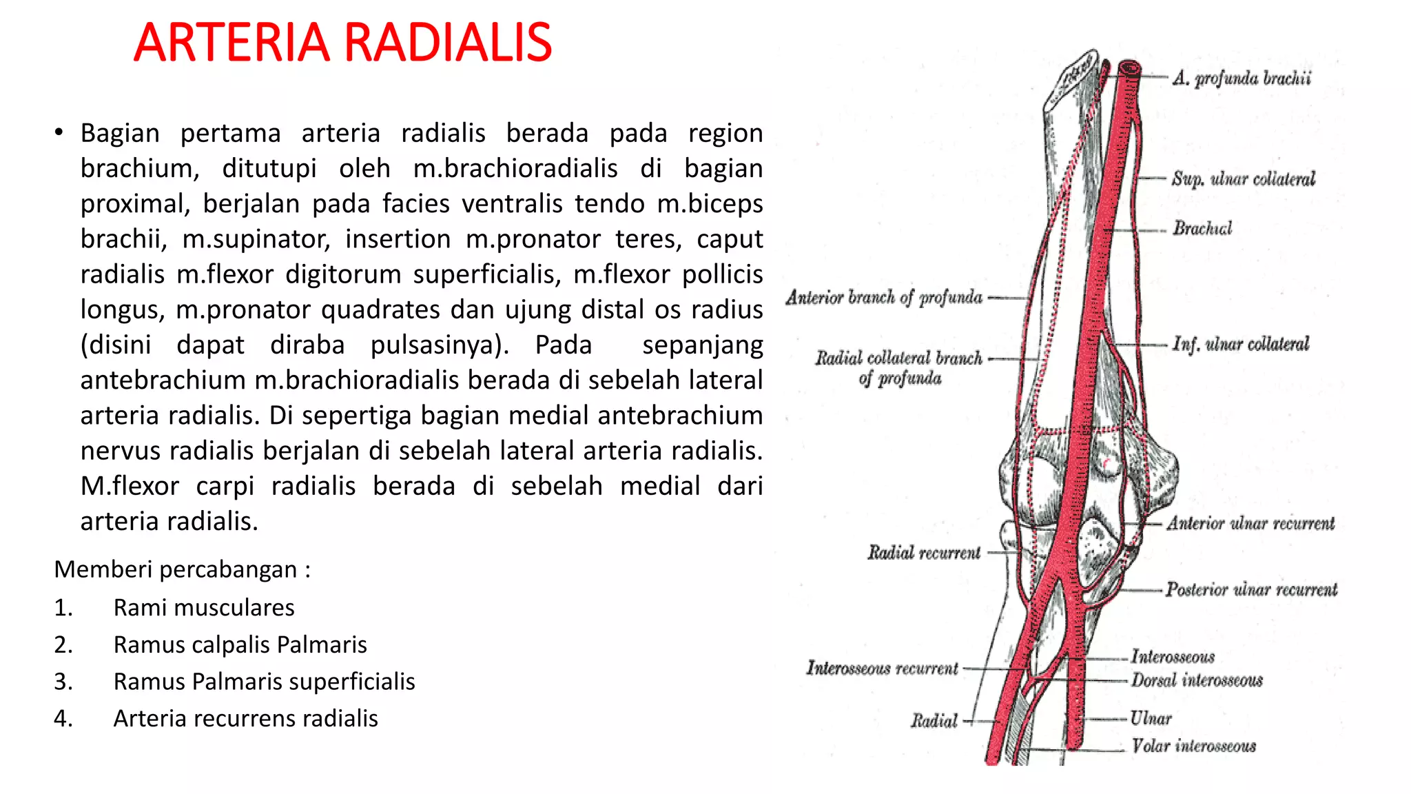 Anatomy sistem pada antebrachii-palmar | PPTX
