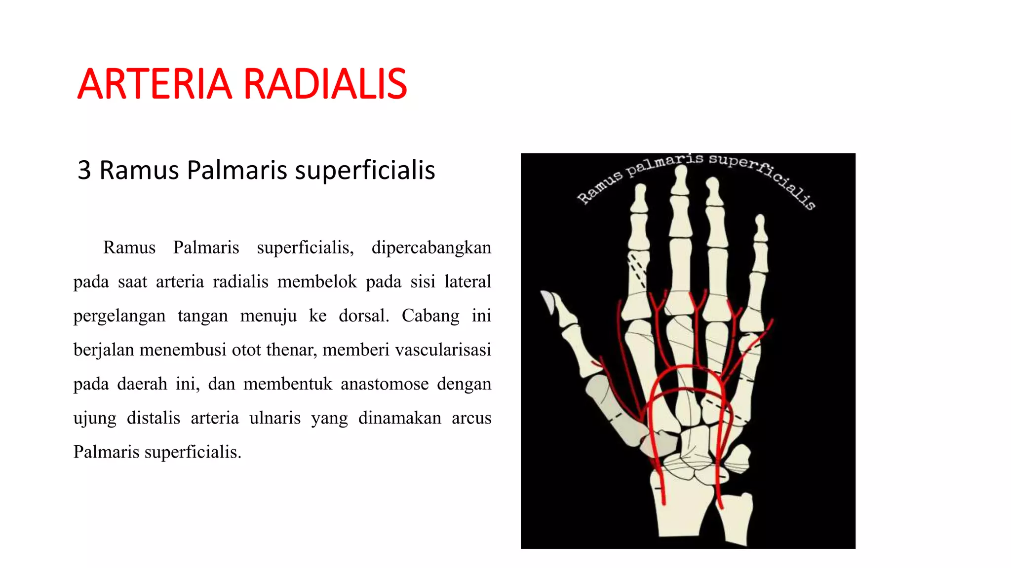 Anatomy sistem pada antebrachii-palmar | PPTX