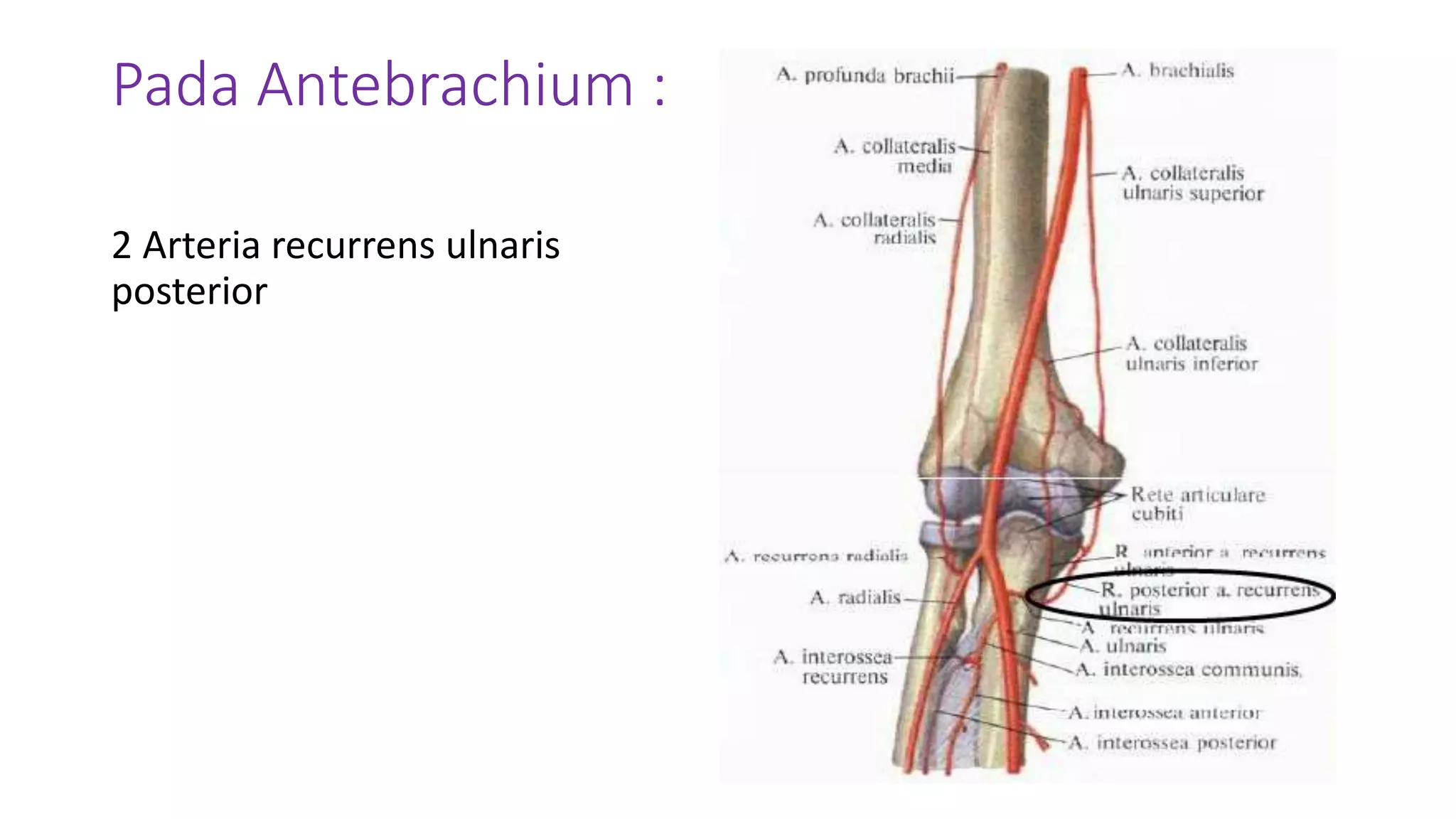 Anatomy sistem pada antebrachii-palmar | PPTX