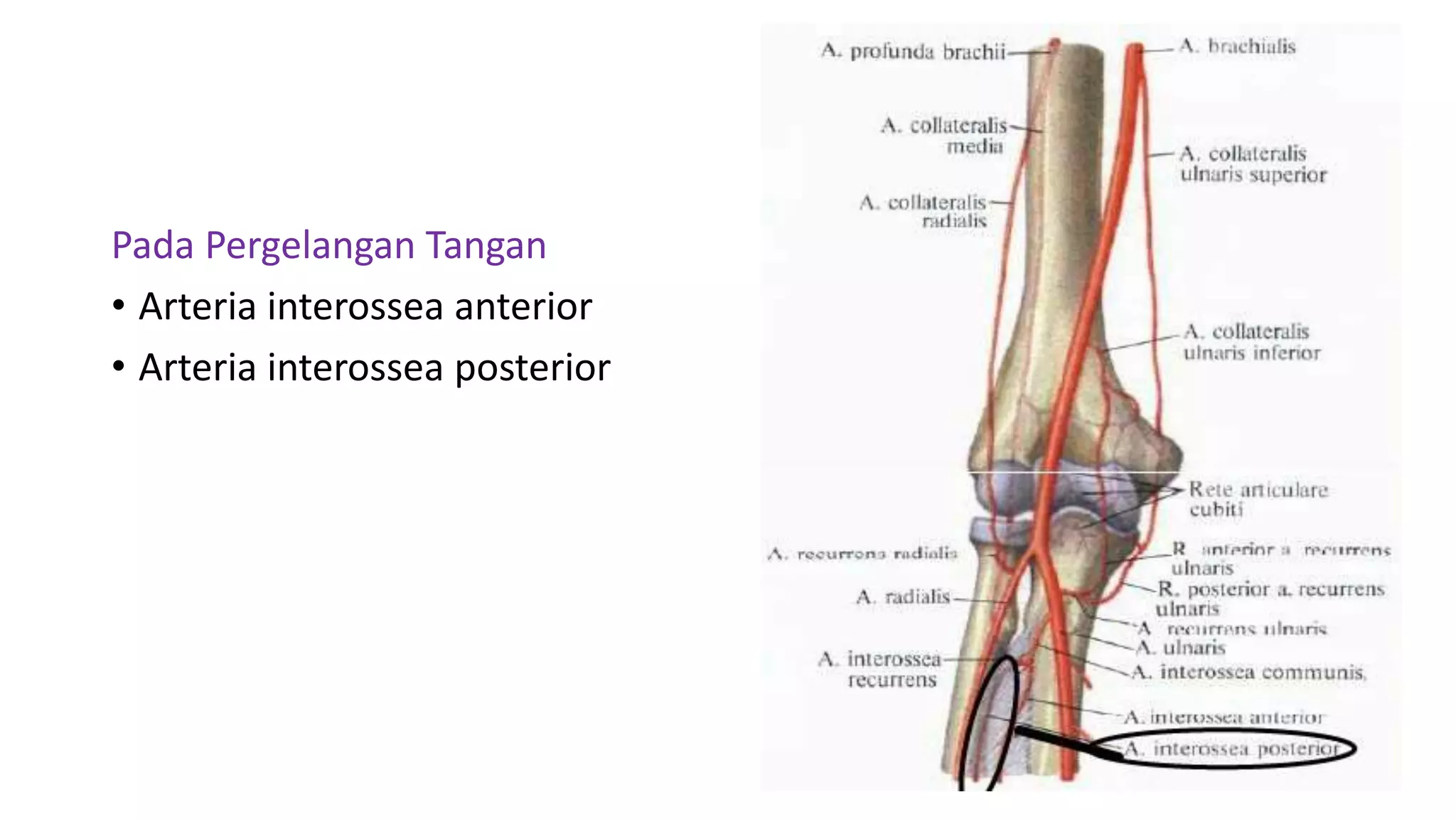 Anatomy sistem pada antebrachii-palmar | PPTX