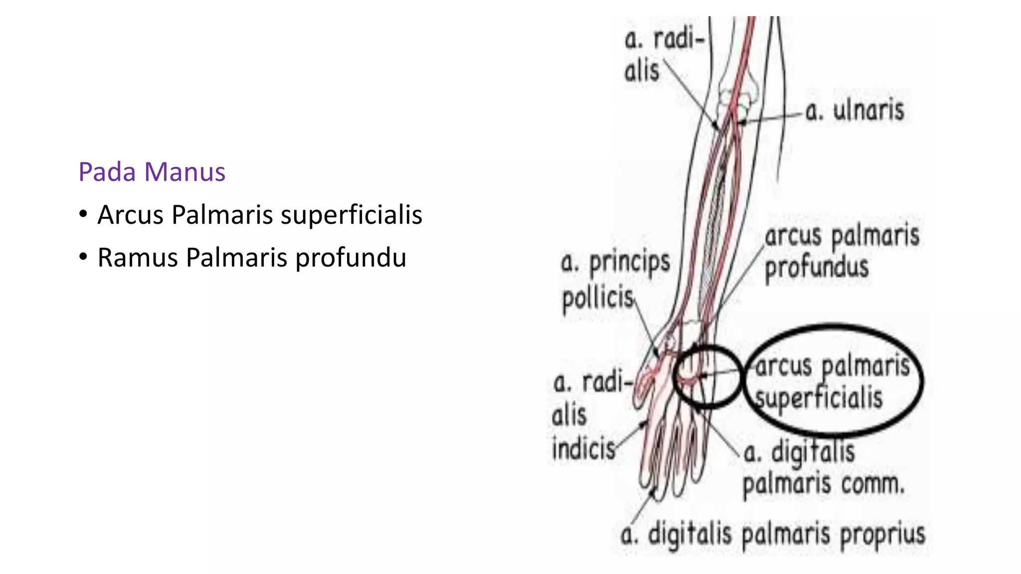 Anatomy sistem pada antebrachii-palmar | PPTX