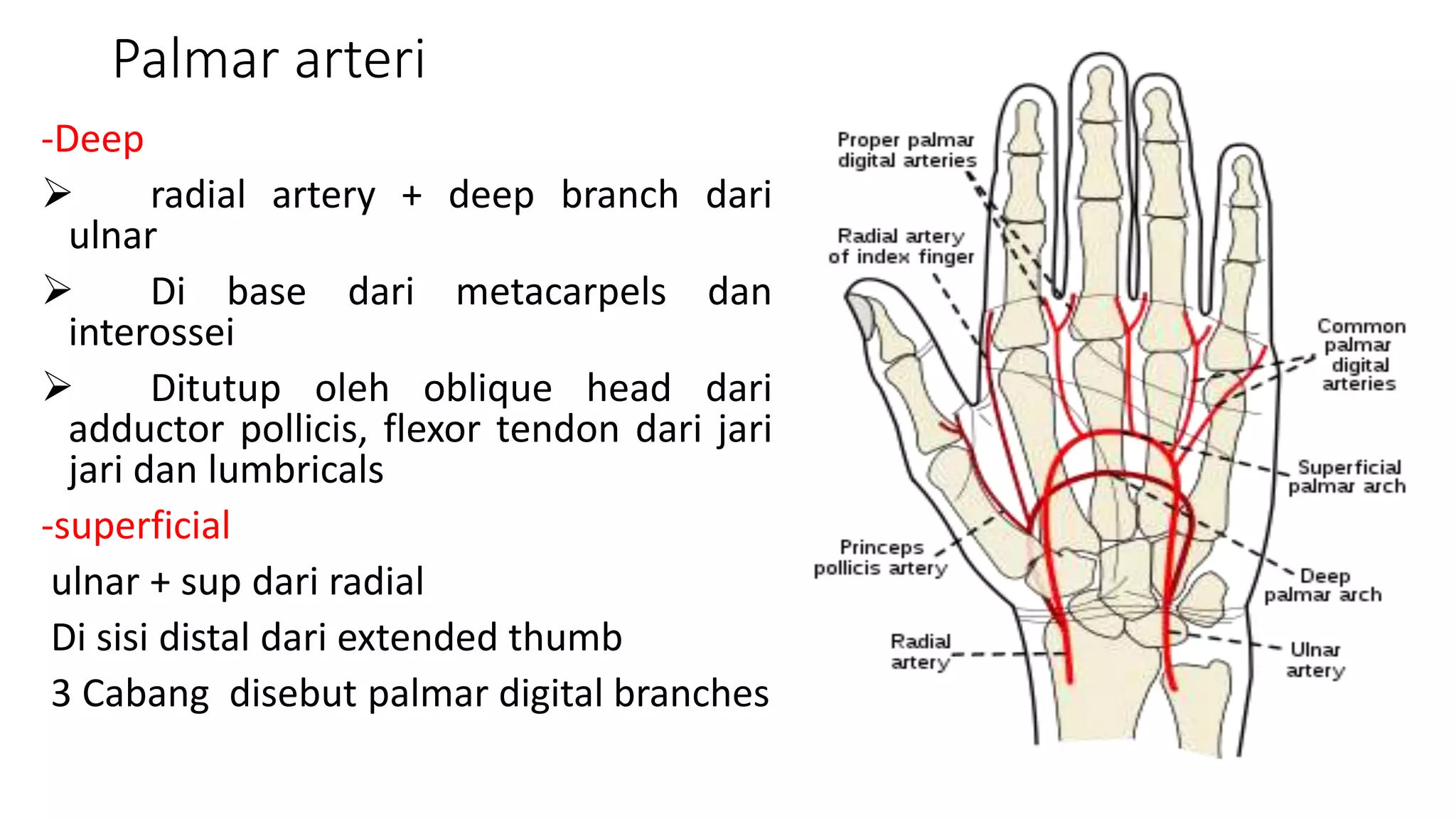 Anatomy sistem pada antebrachii-palmar | PPTX