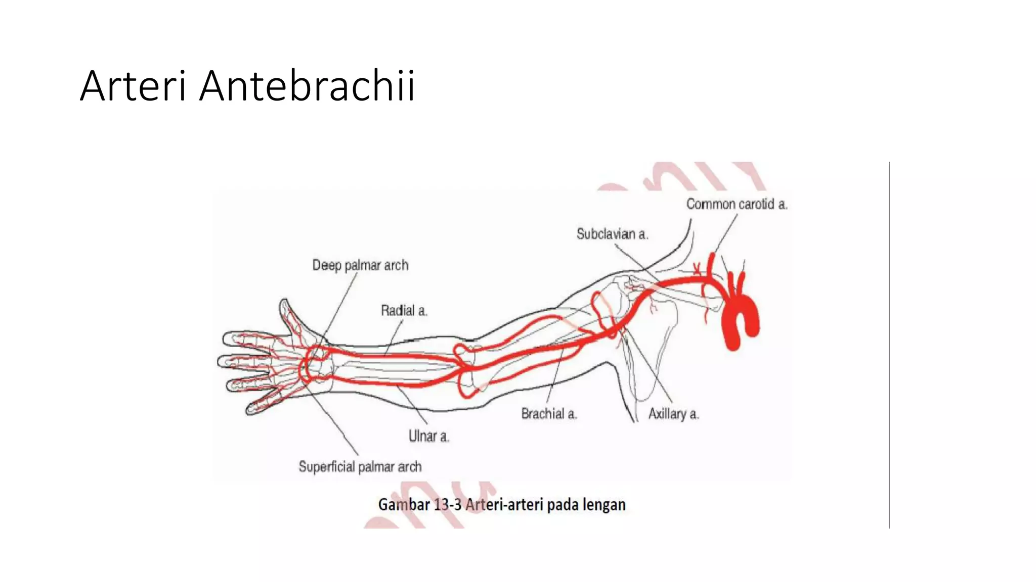 Anatomy sistem pada antebrachii-palmar | PPTX