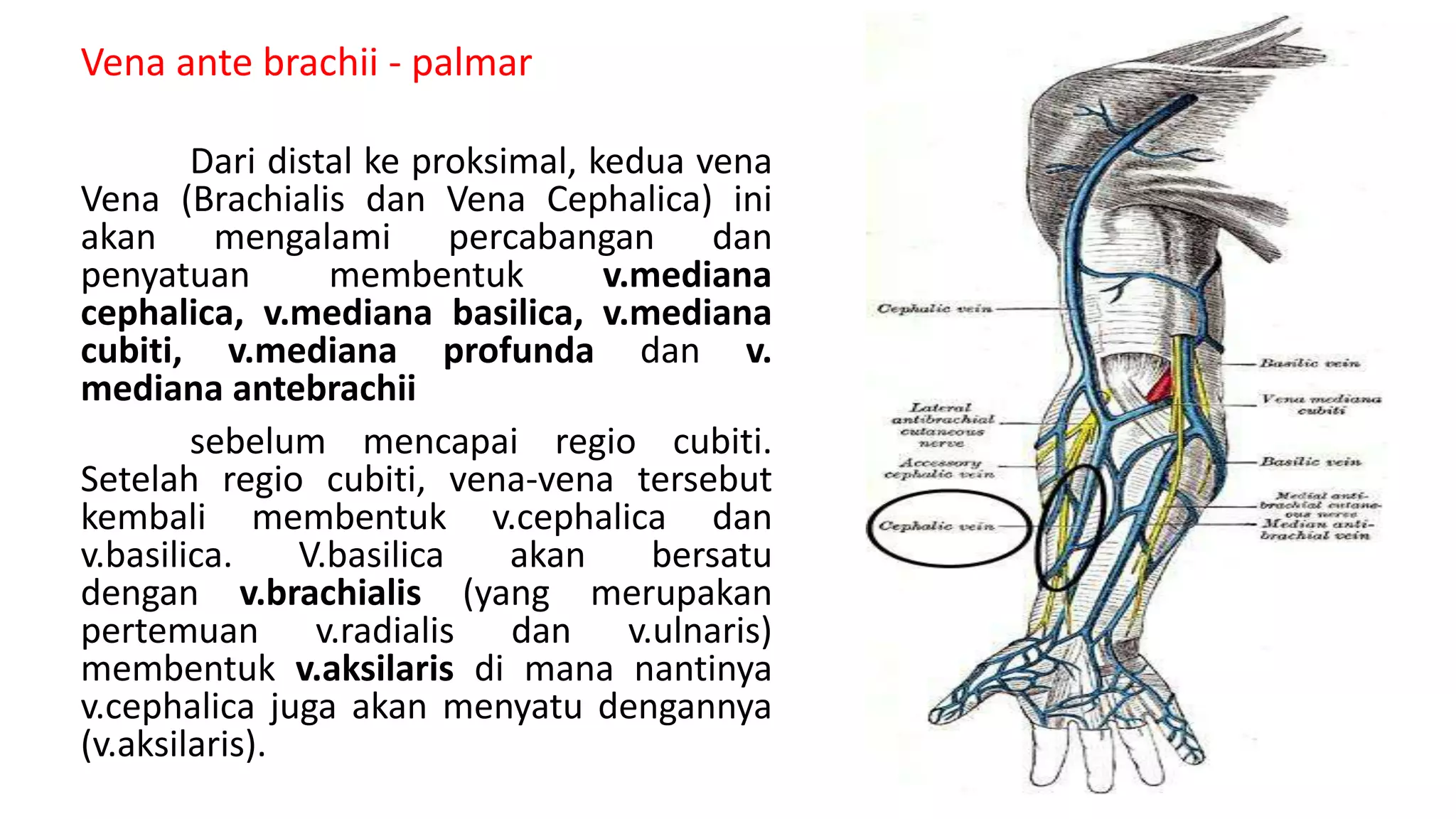 Anatomy sistem pada antebrachii-palmar | PPTX