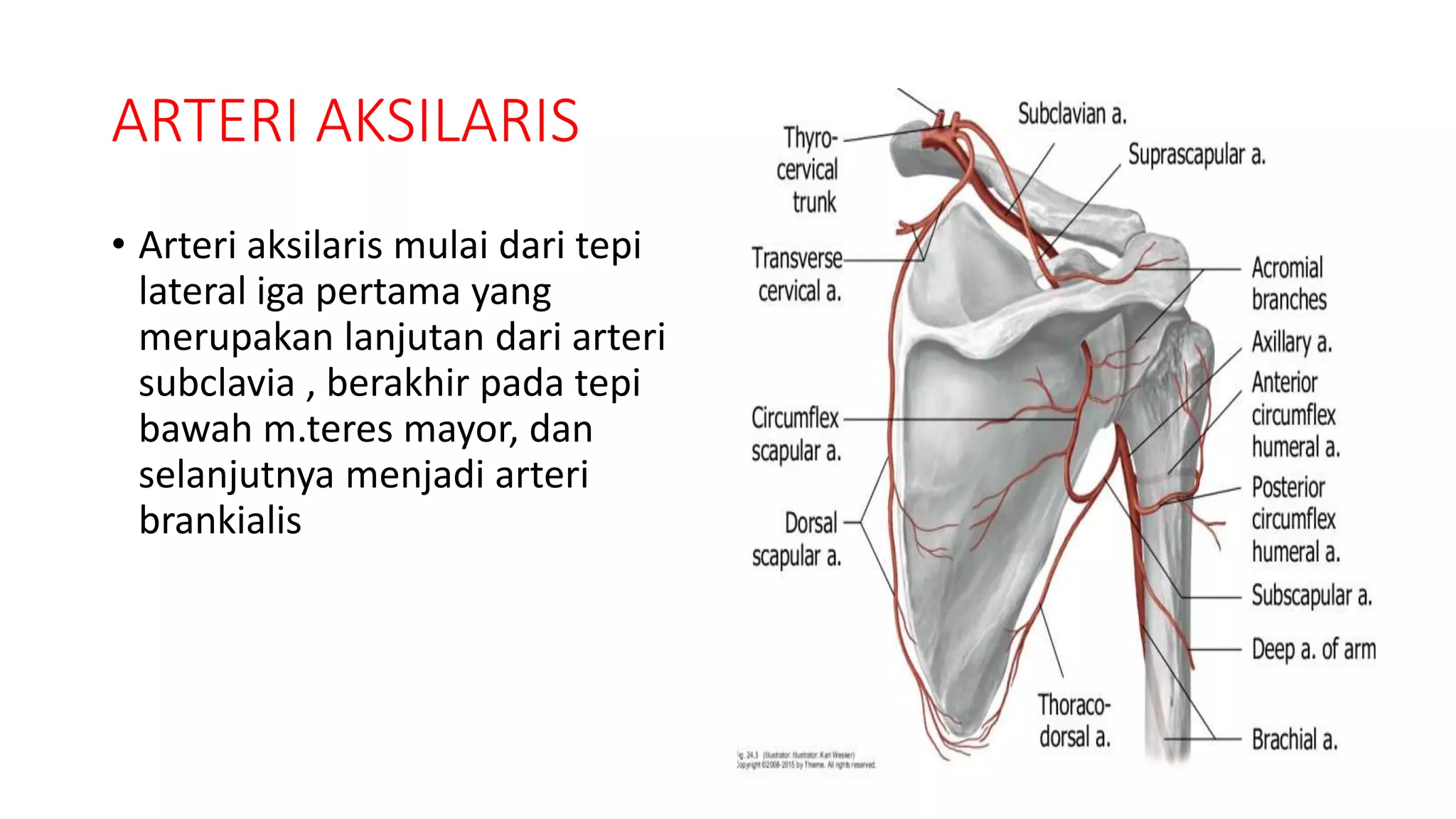 Anatomy sistem pada antebrachii-palmar | PPTX