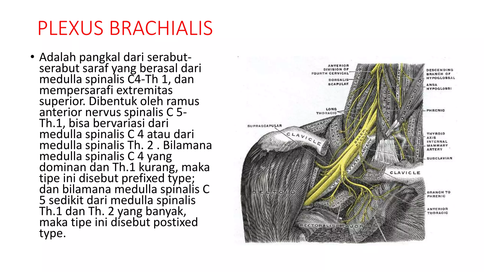 Anatomy sistem pada antebrachii-palmar | PPTX