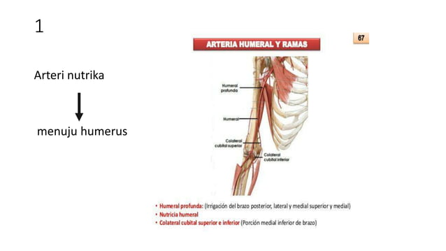 Anatomy sistem pada antebrachii-palmar | PPTX