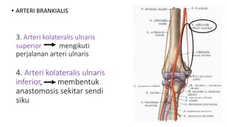 Anatomy sistem pada antebrachii-palmar | PPTX