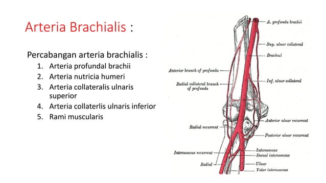 Anatomy sistem pada antebrachii-palmar | PPTX