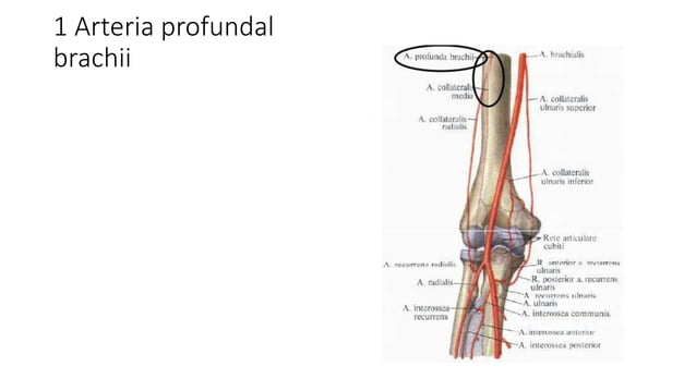 Anatomy sistem pada antebrachii-palmar | PPTX
