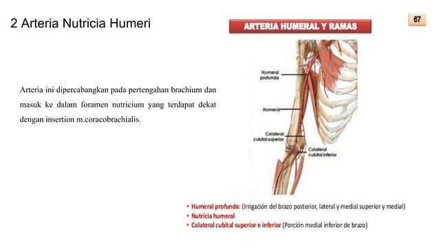 Anatomy sistem pada antebrachii-palmar | PPTX
