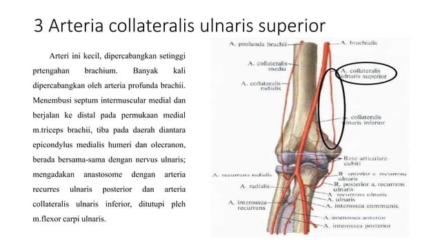 Anatomy sistem pada antebrachii-palmar | PPTX