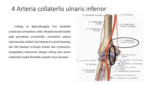 Anatomy sistem pada antebrachii-palmar | PPTX