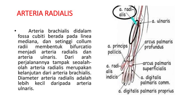 Anatomy sistem pada antebrachii-palmar | PPTX