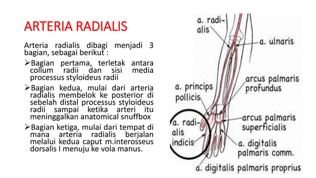 Anatomy sistem pada antebrachii-palmar | PPTX