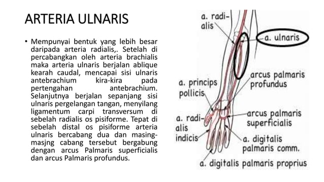Anatomy sistem pada antebrachii-palmar | PPTX