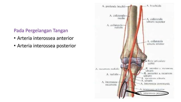 Anatomy sistem pada antebrachii-palmar | PPTX