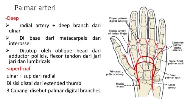 Anatomy sistem pada antebrachii-palmar | PPTX