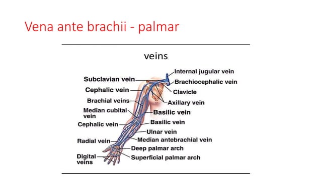 Anatomy sistem pada antebrachii-palmar | PPTX