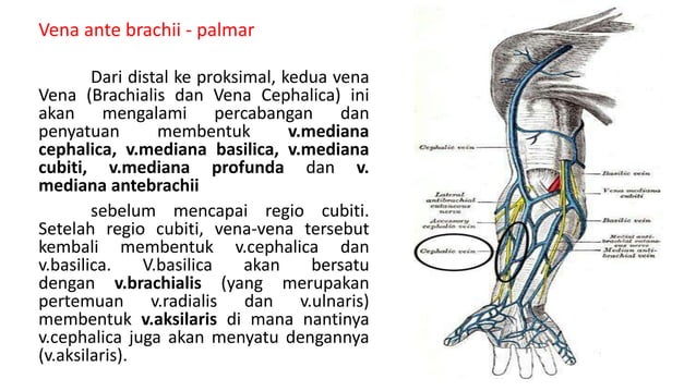 Anatomy sistem pada antebrachii-palmar | PPTX