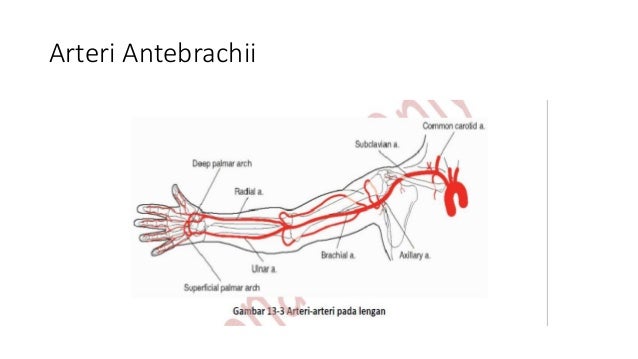 Anatomy sistem pada antebrachii-palmar