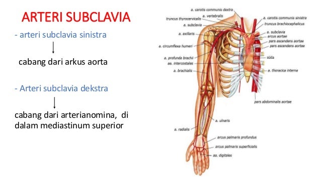 Anatomy sistem pada antebrachii-palmar