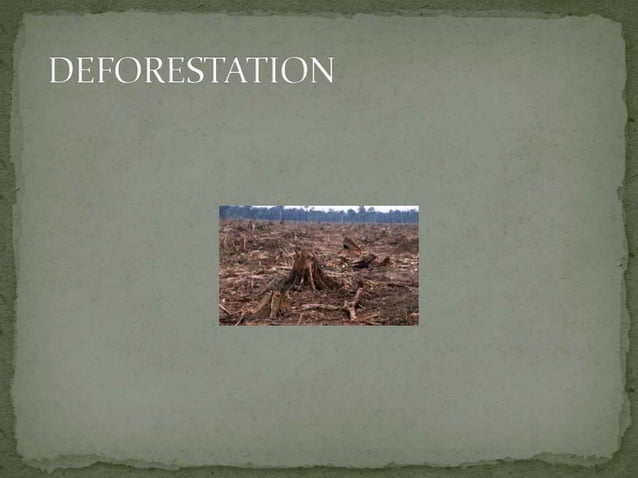 A presentation about deforestation | PPTX