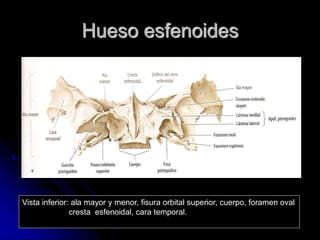 Apresentation huesos neurocraneo y viscerocraneo | PPT