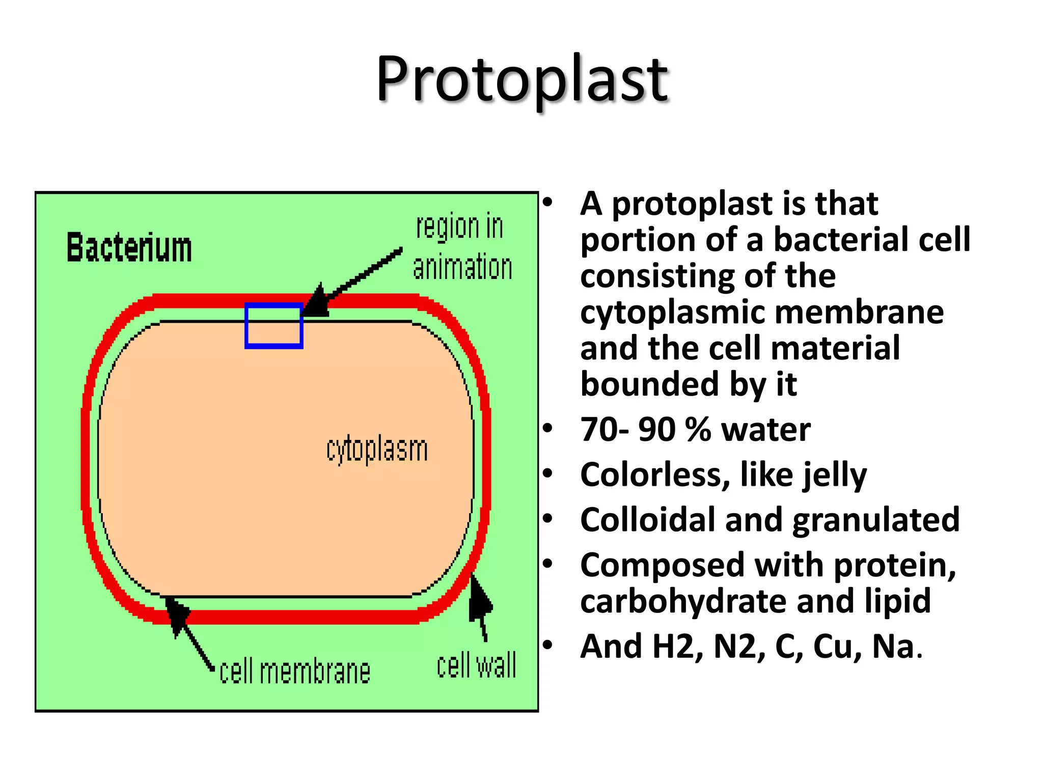 A presentation on bacterial structure by md shimul bhuia | PPT