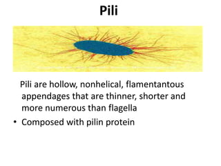 A presentation on bacterial structure by md shimul bhuia | PPT