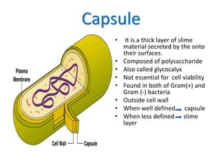 A presentation on bacterial structure by md shimul bhuia | PPT