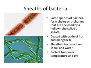 A presentation on bacterial structure by md shimul bhuia | PPT