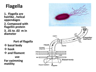 A presentation on bacterial structure by md shimul bhuia | PPT