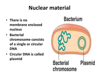 A presentation on bacterial structure by md shimul bhuia | PPT
